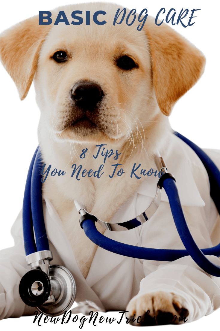 Basic Dog Care Tips You Need To Know